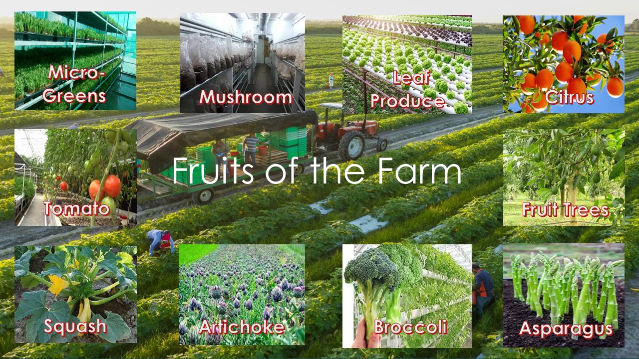 Slide49 – Napa Valley Farm Co-op