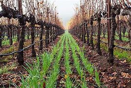 Sustainable Feed Sources – Napa Valley Farm Co-op